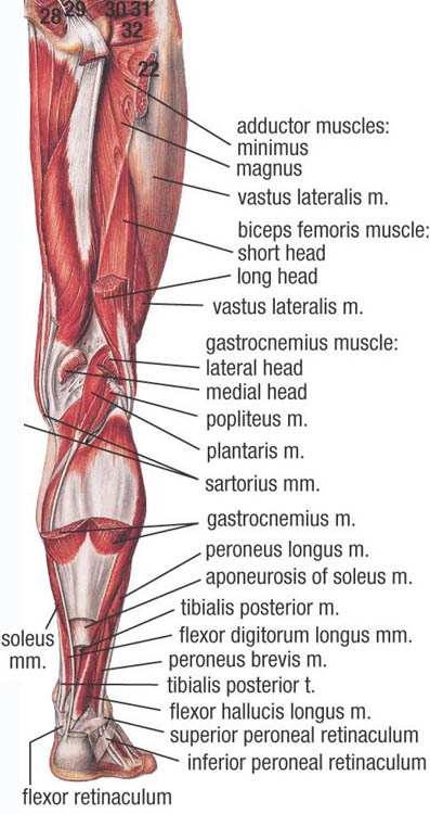 Innervation Of Lower Leg