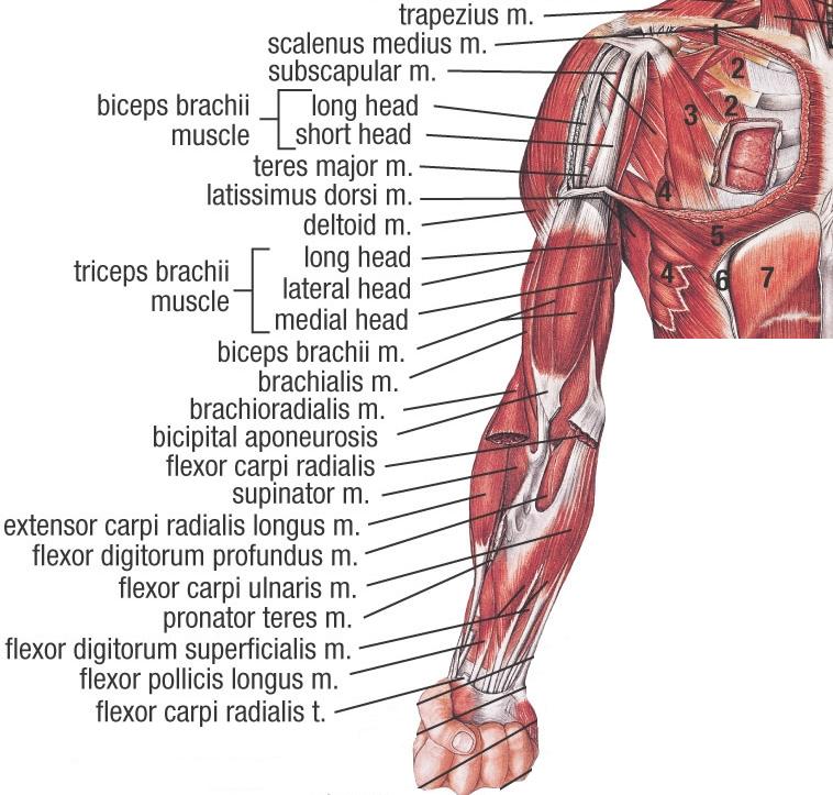 All Arm Muscles Names Photo Of Arm Muscle Model With Outlined And All Arm Muscles Names Photo Of Arm Muscle Model With Outlined And